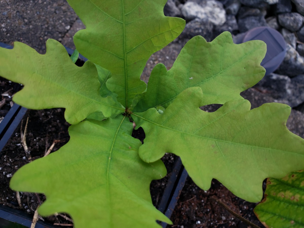 Unusual trees in my woods – GothicTrees