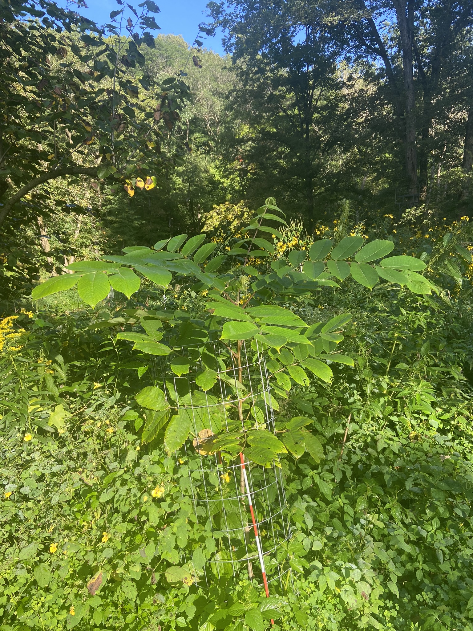 Unusual trees in my woods – GothicTrees